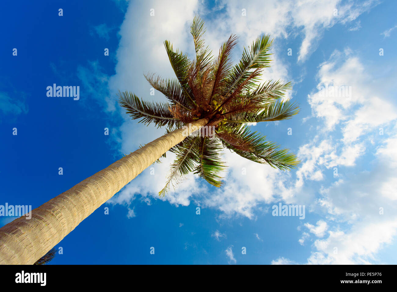 Coconut tree on sky background Stock Photo - Alamy