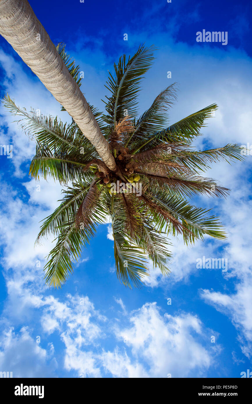 Coconut tree on sky background Stock Photo - Alamy