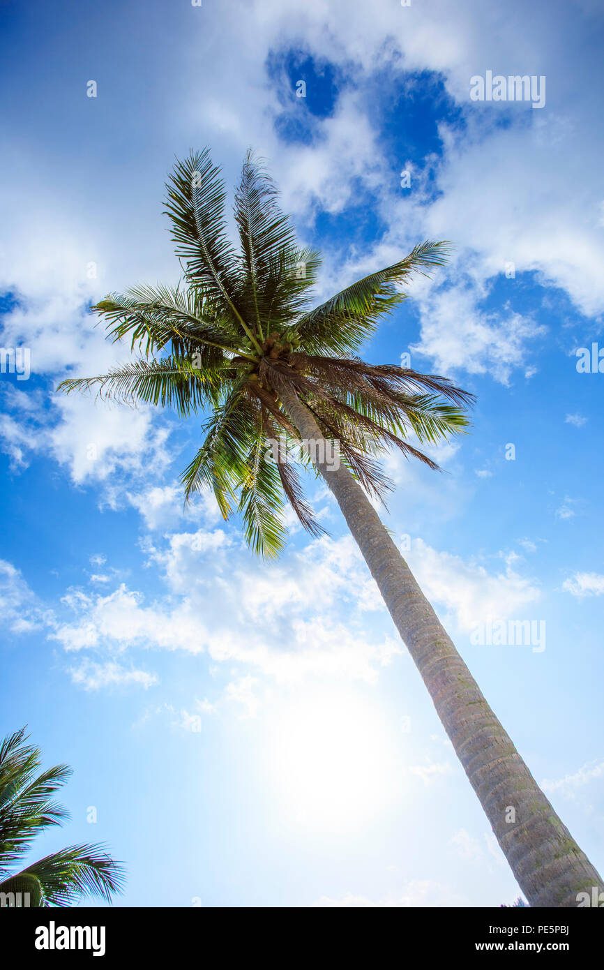 Coconut tree on sky background Stock Photo - Alamy