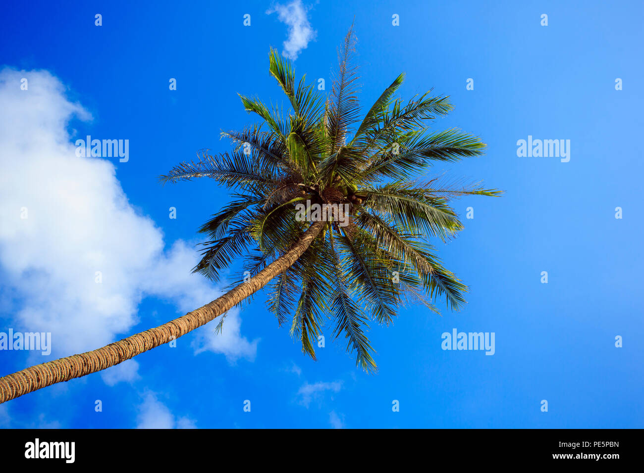 Coconut tree on sky background Stock Photo - Alamy