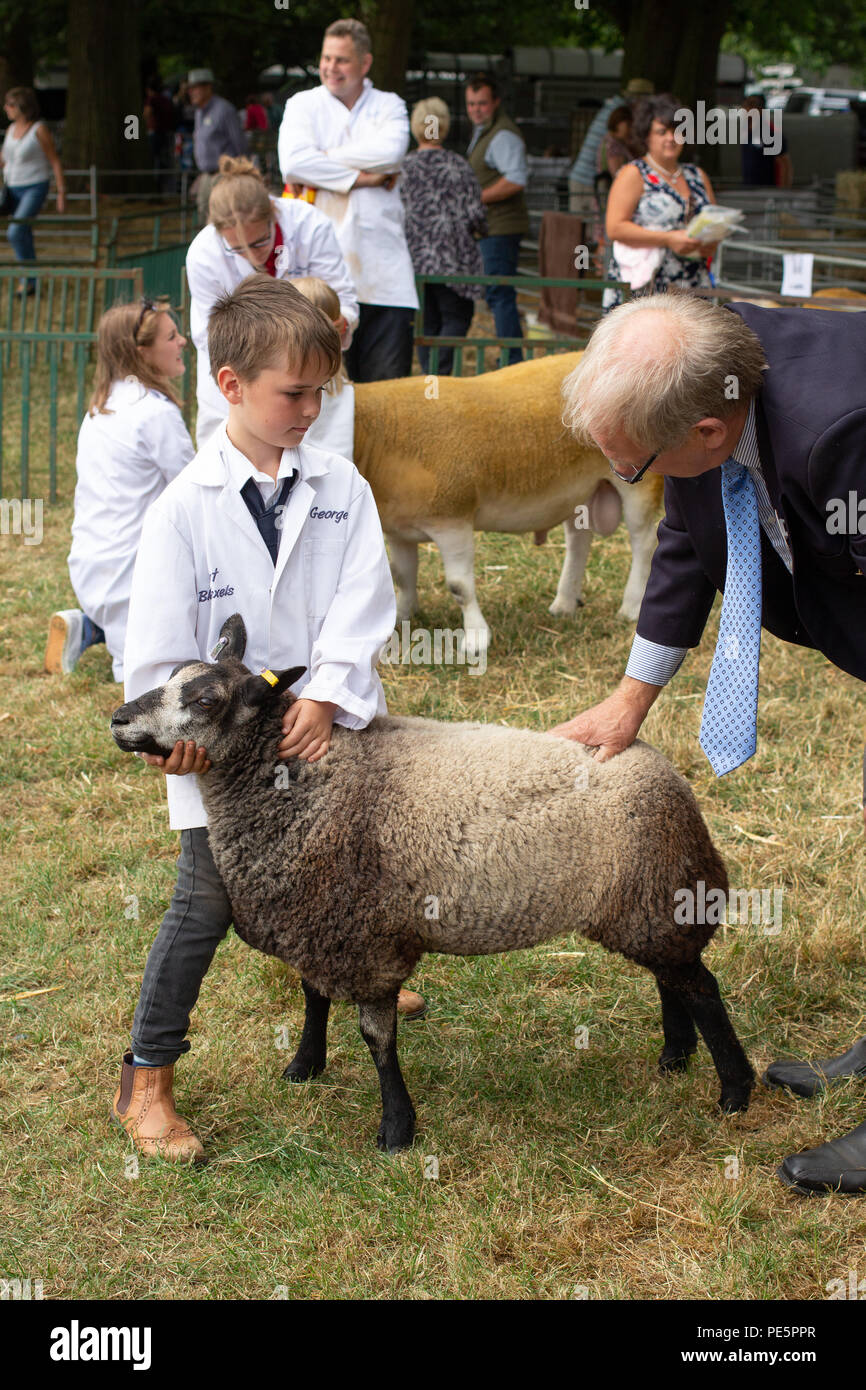 Show sheep hi-res stock photography and images - Alamy