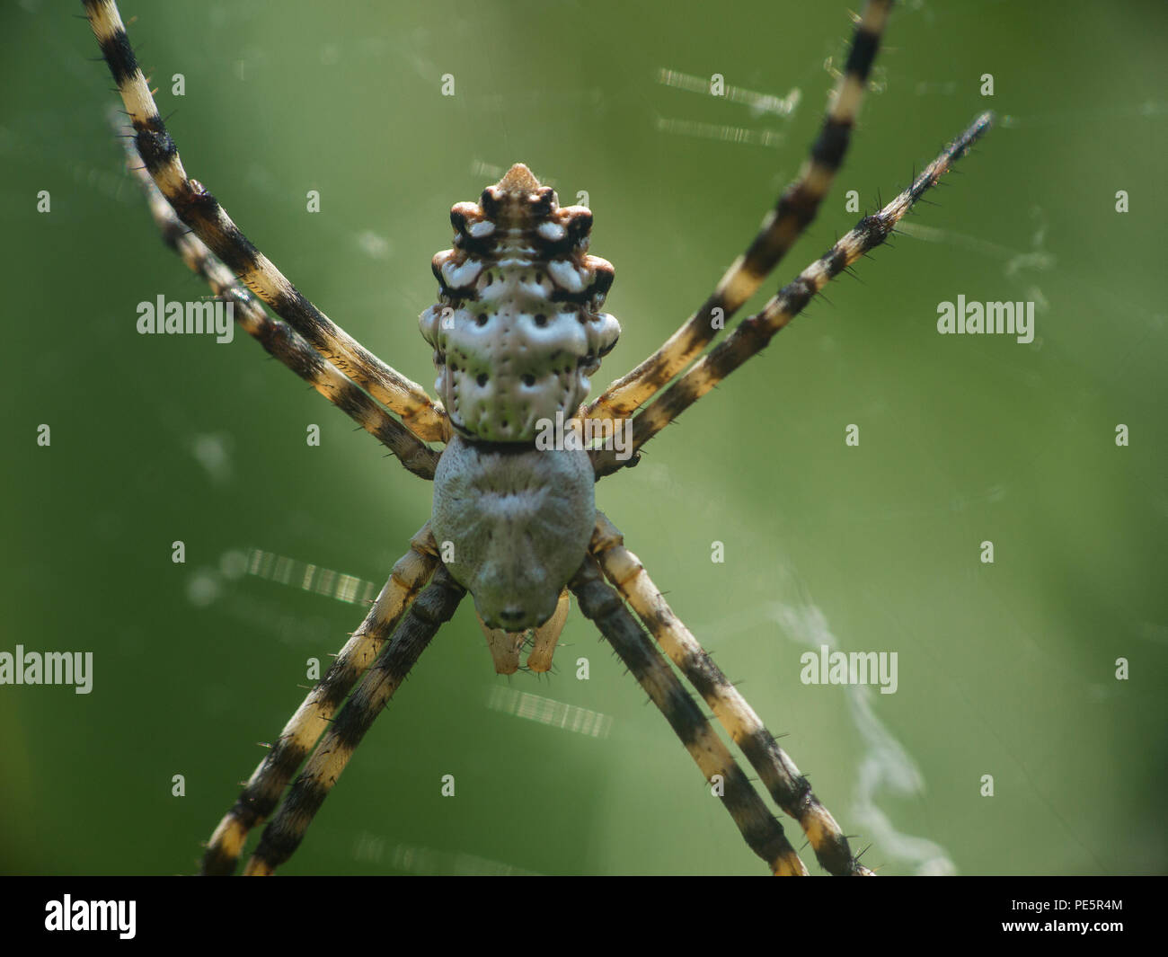 Argiope lobata is a species of spider belonging to the family Araneidae ...