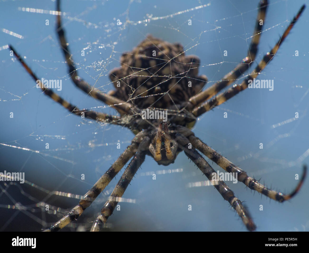 Argiope lobata is a species of spider belonging to the family Araneidae ...