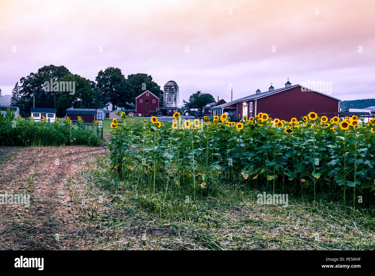 Sunflower field footpath hi-res stock photography and images - Alamy