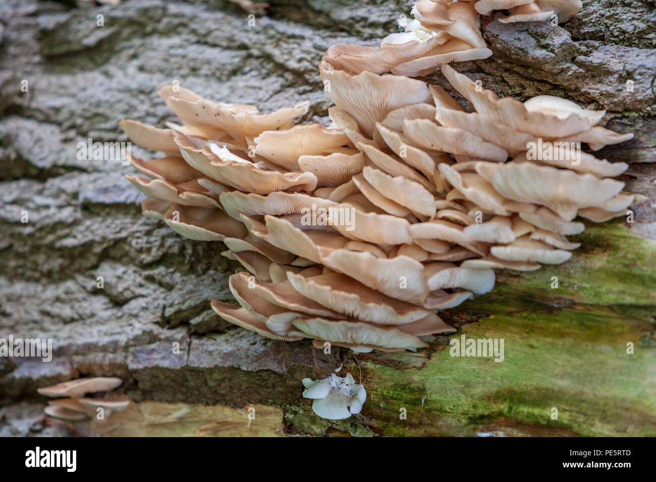 fungi on fallen tree Stock Photo - Alamy