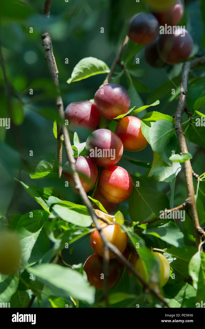 Cluster of purple mirabelle plums among leaves on a tree Stock Photo ...