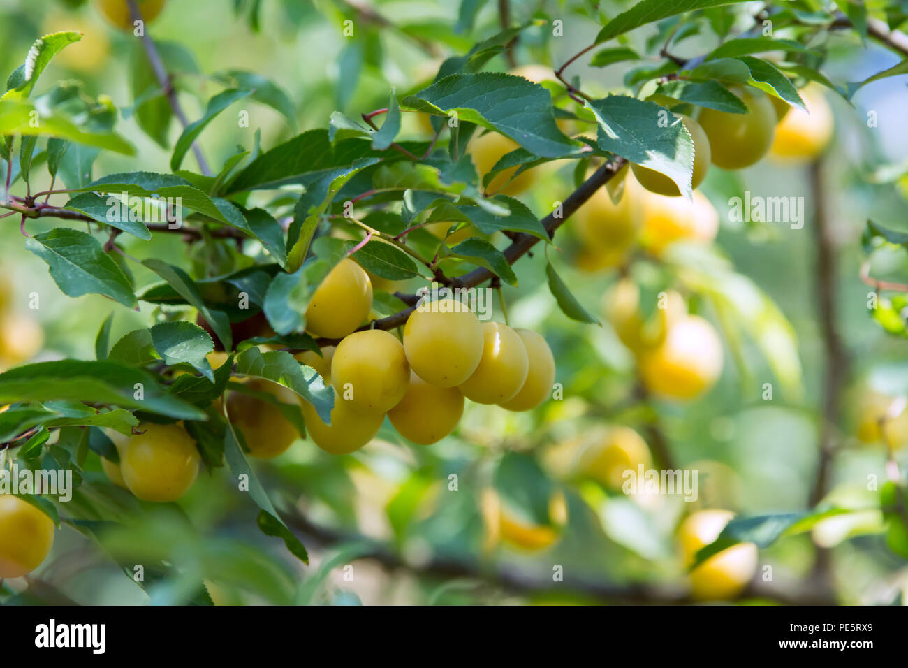 Small yellow plums hi-res stock photography and images - Alamy