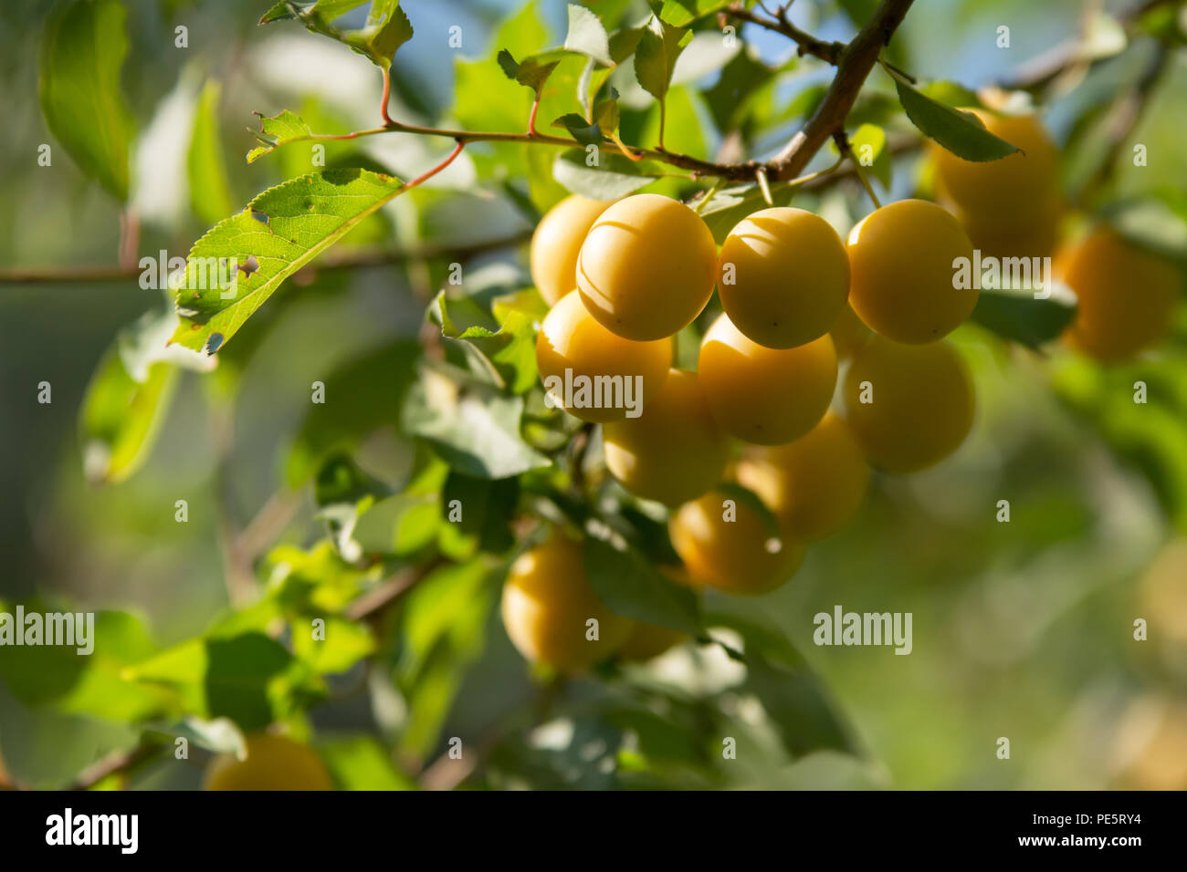A group of yellow mirabelle plums on a twig of a plum tree in orchard ...