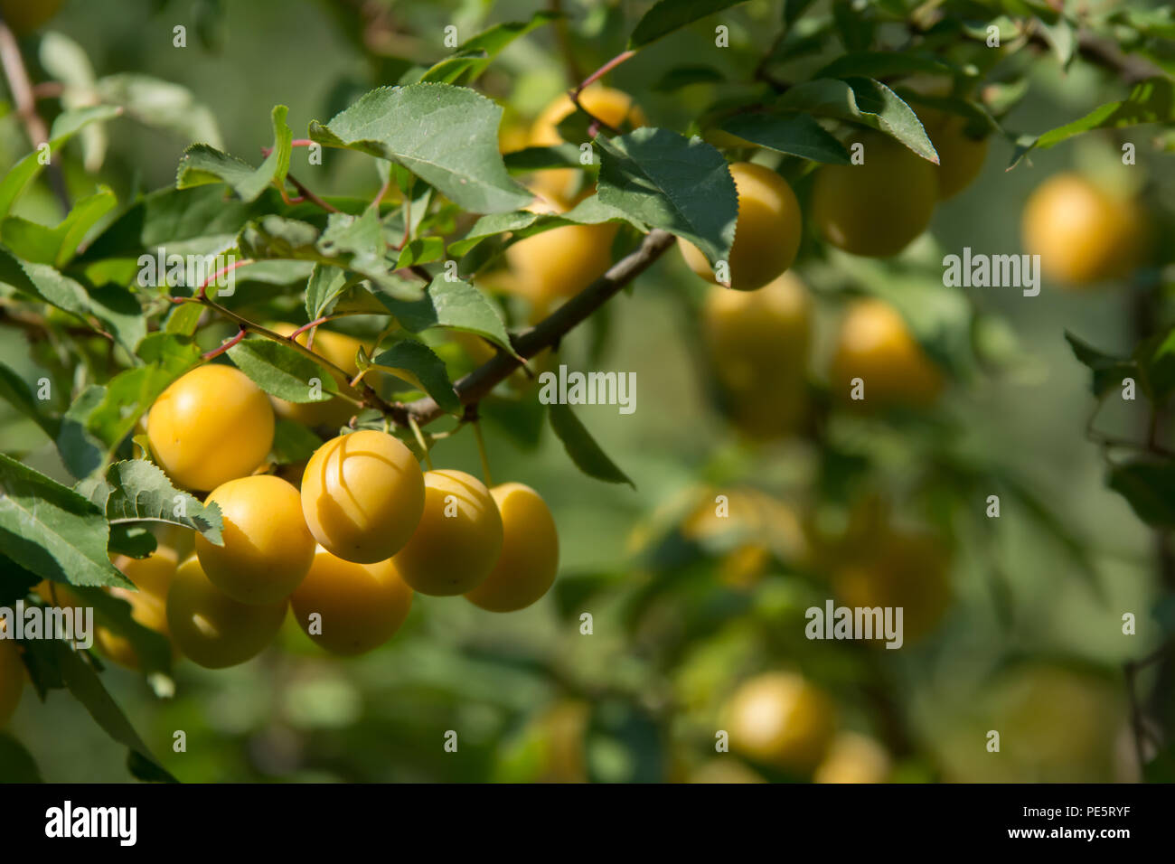 A cluster of yellow mirabelle plums on a branch of a plum tree Stock ...