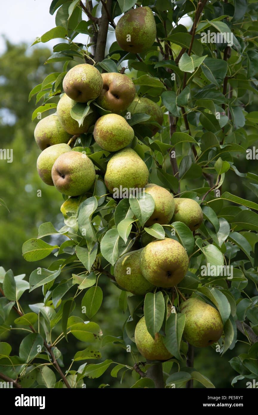 Cluster of ripe light green pears on pear tree in an orchard Stock ...
