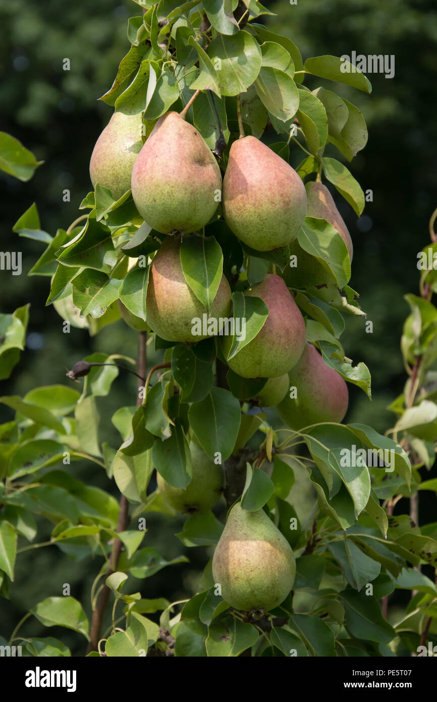 Cluster of leaves hi-res stock photography and images - Alamy