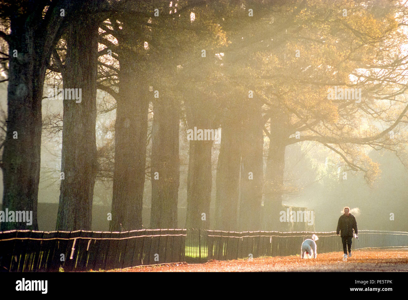 Brighton elm trees hi-res stock photography and images - Alamy