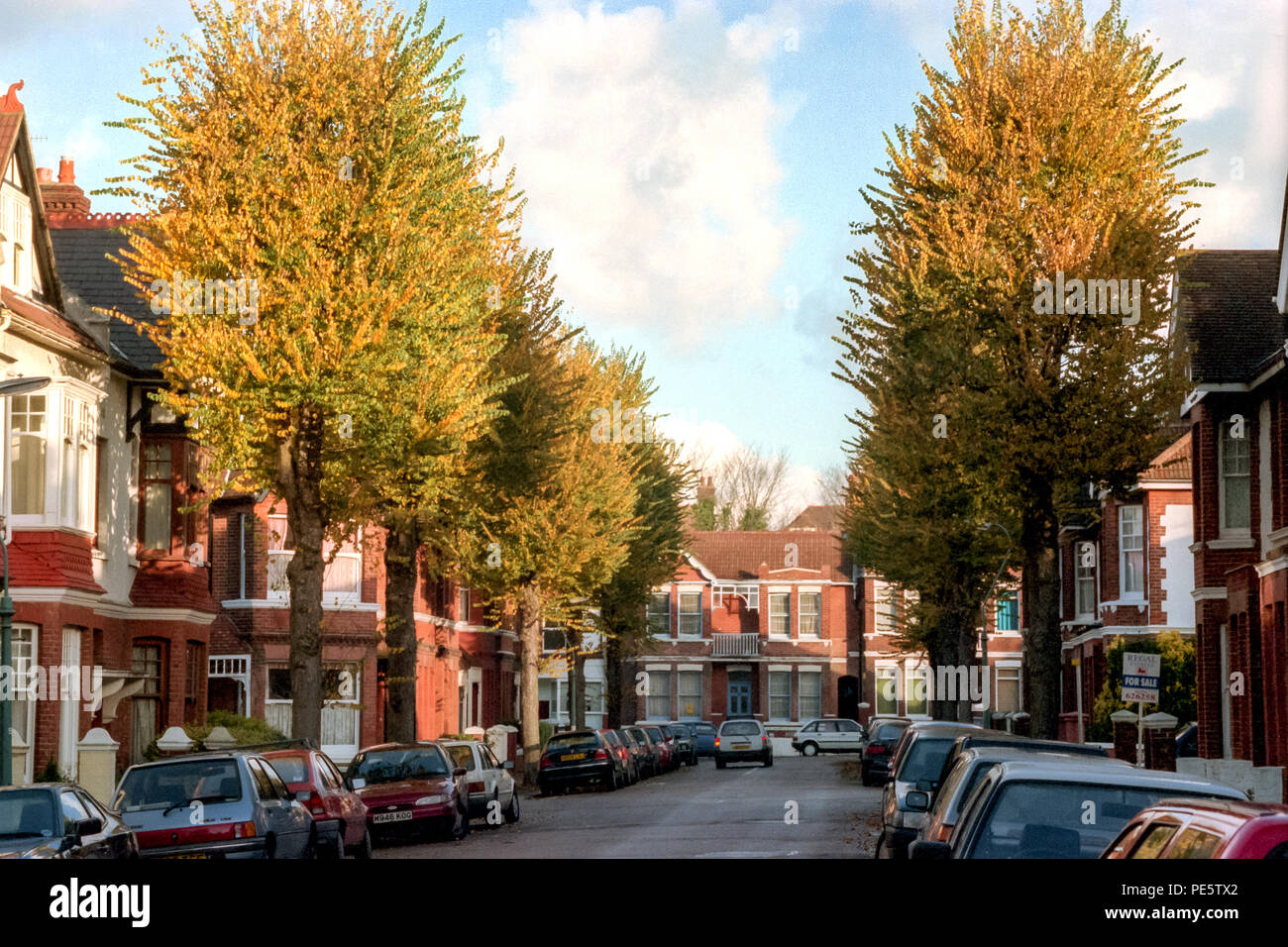 Elm trees in Brighton and Hove Stock Photo - Alamy