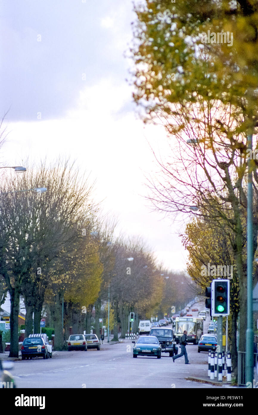 Elm trees in Brighton and Hove Stock Photo - Alamy