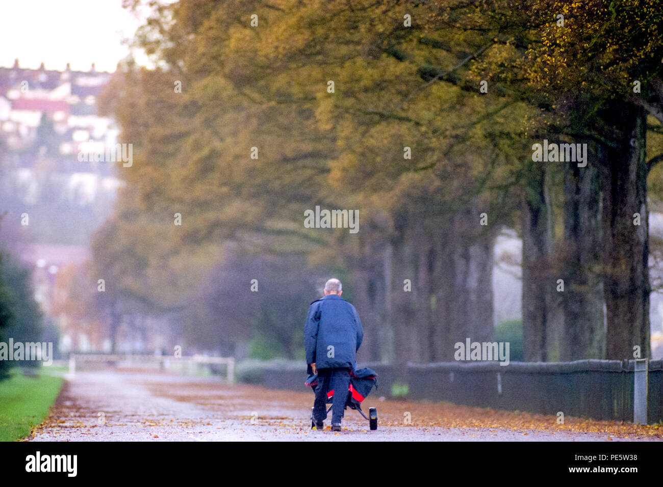 Elm trees in Brighton and Hove Stock Photo - Alamy