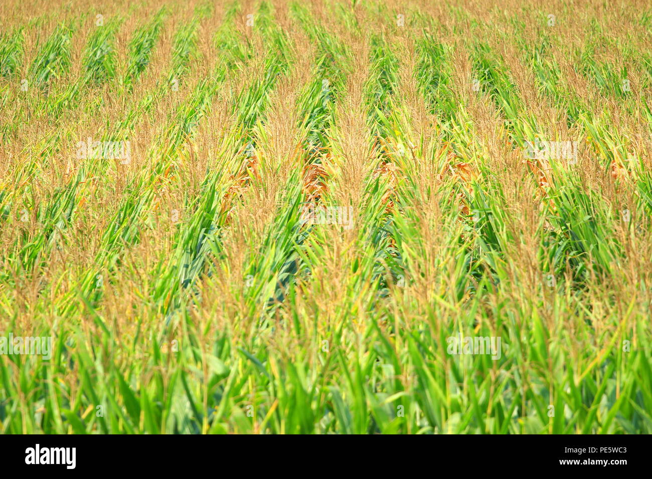 Field corn hi-res stock photography and images - Alamy