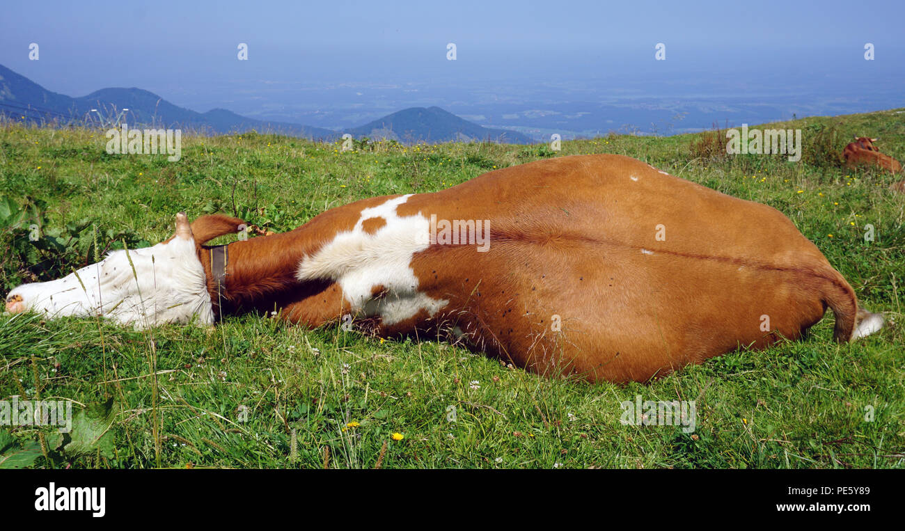 Sleeping Cow High Resolution Stock Photography and Images - Alamy