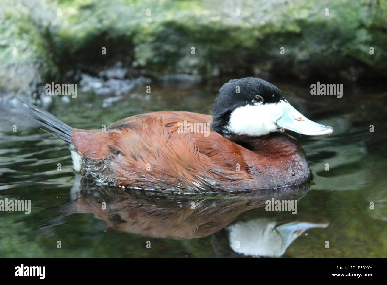 Floating Duck Stock Photos & Floating Duck Stock Images - Alamy