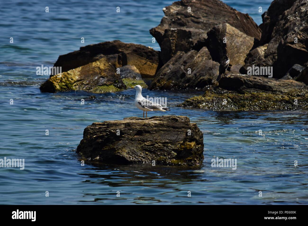 Seagull on rock hi-res stock photography and images - Alamy
