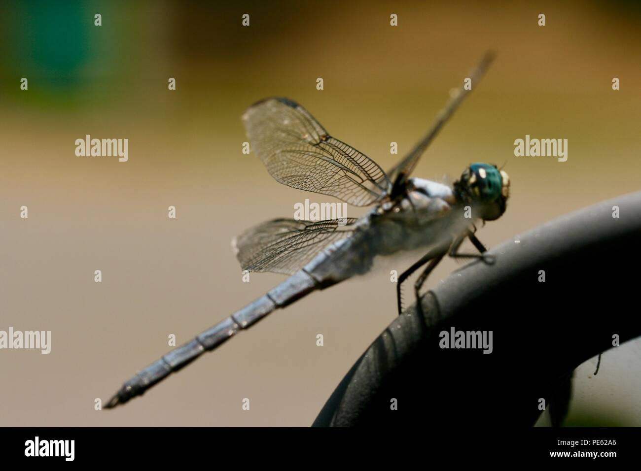 Close up of a full body dragon fly Stock Photo - Alamy