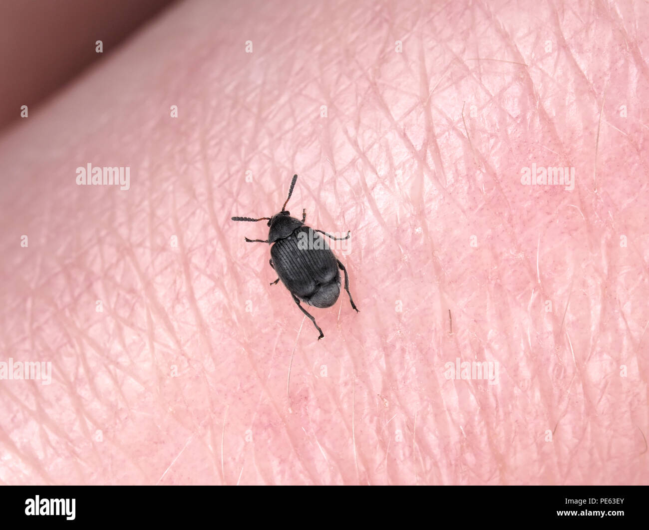 Tiny 2.5mm broom seed beetle (Bruchidius villosus) on a human hand ...