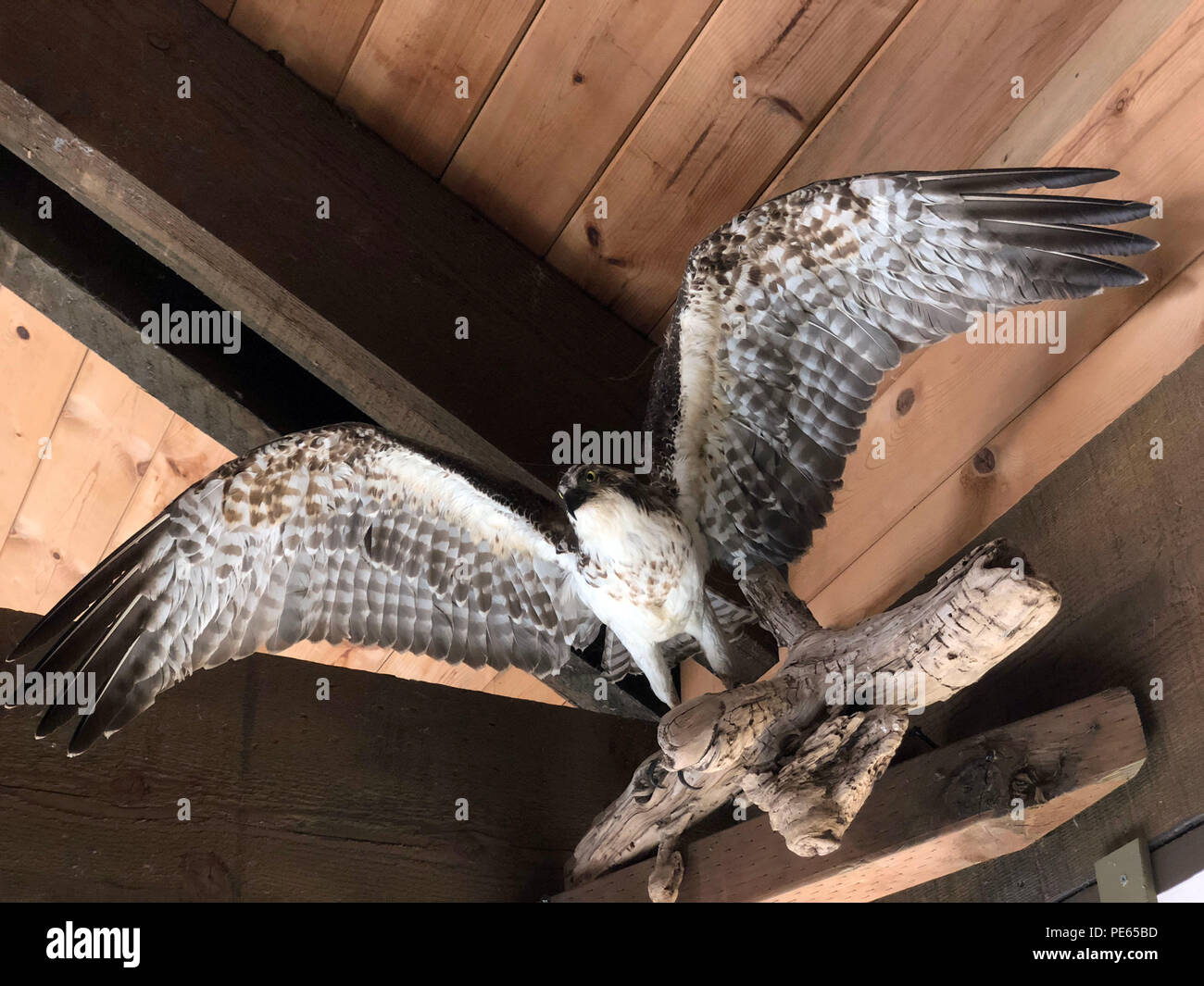 John tryon hi-res stock photography and images - Alamy