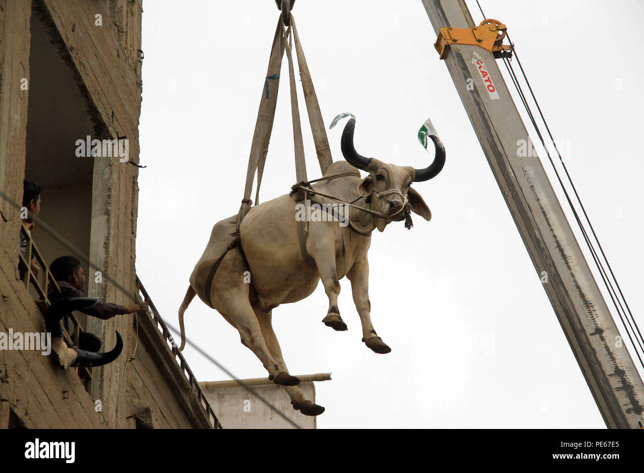 Karachi. 12th Aug, 2018. A vendor uses a crane to bring a bull down ...