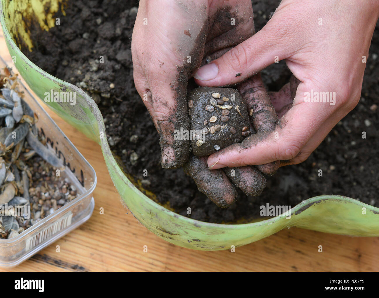 Seed bomb hi-res stock photography and images - Alamy
