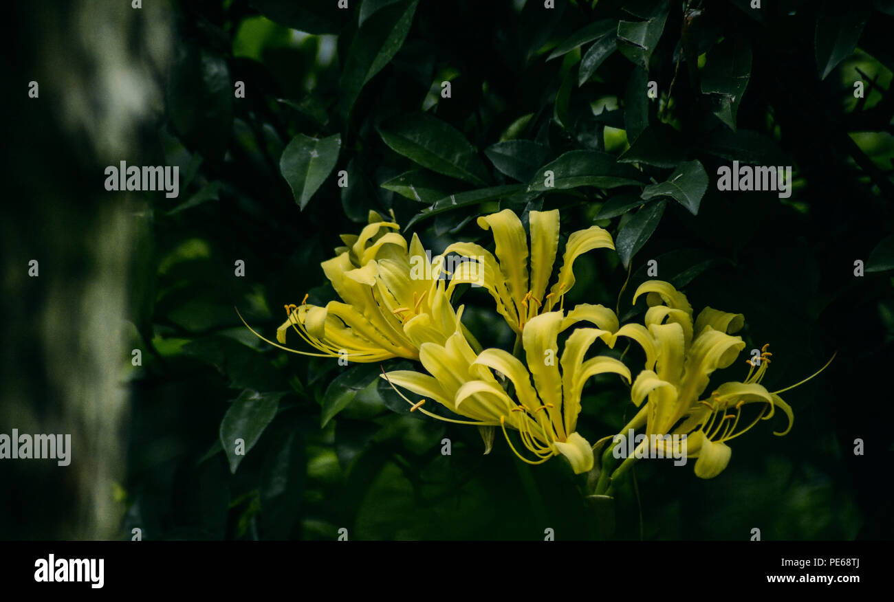 Shanghai, Shanghai, China. 13th Aug, 2018. Shanghai, CHINA-Flowers ...