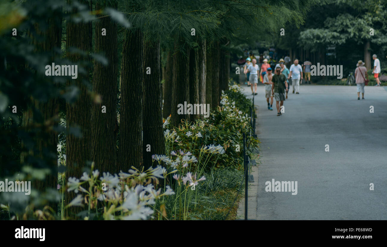 Shanghai, Shanghai, China. 13th Aug, 2018. Shanghai, CHINA-Flowers ...