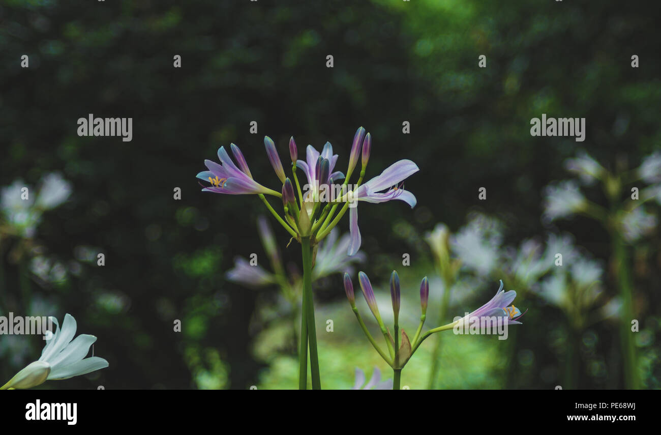 Shanghai, Shanghai, China. 13th Aug, 2018. Shanghai, CHINA-Flowers ...