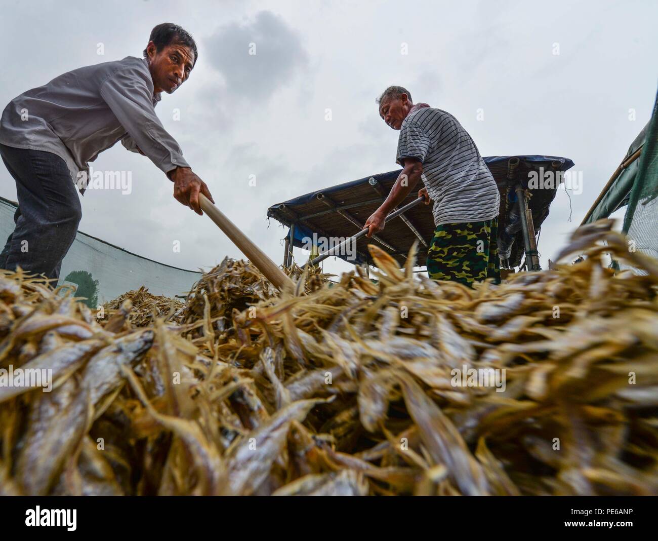 Tapertail hi-res stock photography and images - Alamy