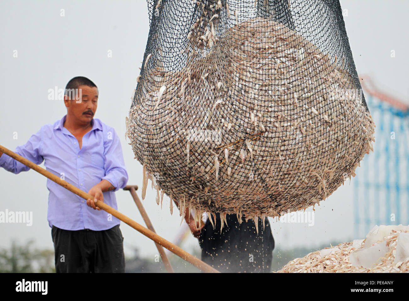 Tapertail hi-res stock photography and images - Alamy