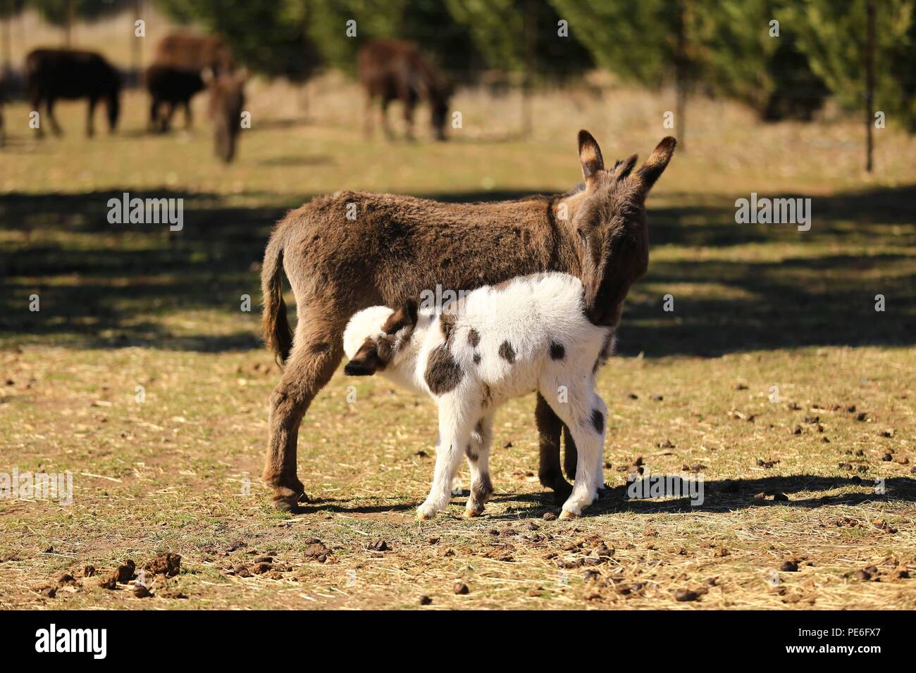 Canberra, Australia. 11th Aug, 2018. A mother mini donkey nurses her ...