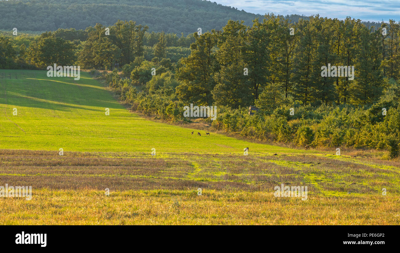 Hungarian forest hi-res stock photography and images - Alamy