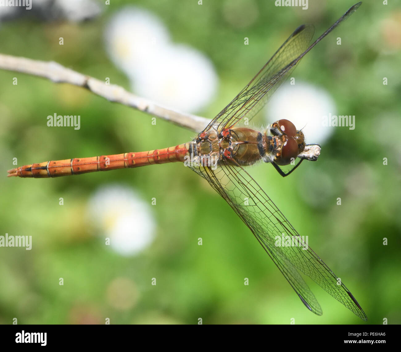 A male Common Darter dragonfly (Sympetrum striolatum) perches on a ...