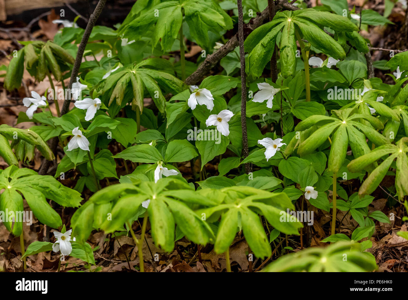 Tri flower hi-res stock photography and images - Alamy