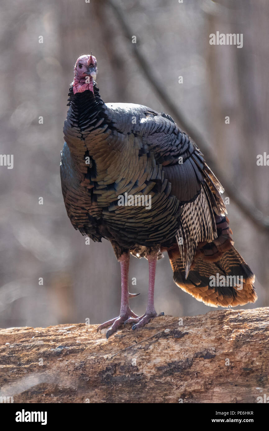 Wild Turkey Tree Stock Photos & Wild Turkey Tree Stock Images - Alamy