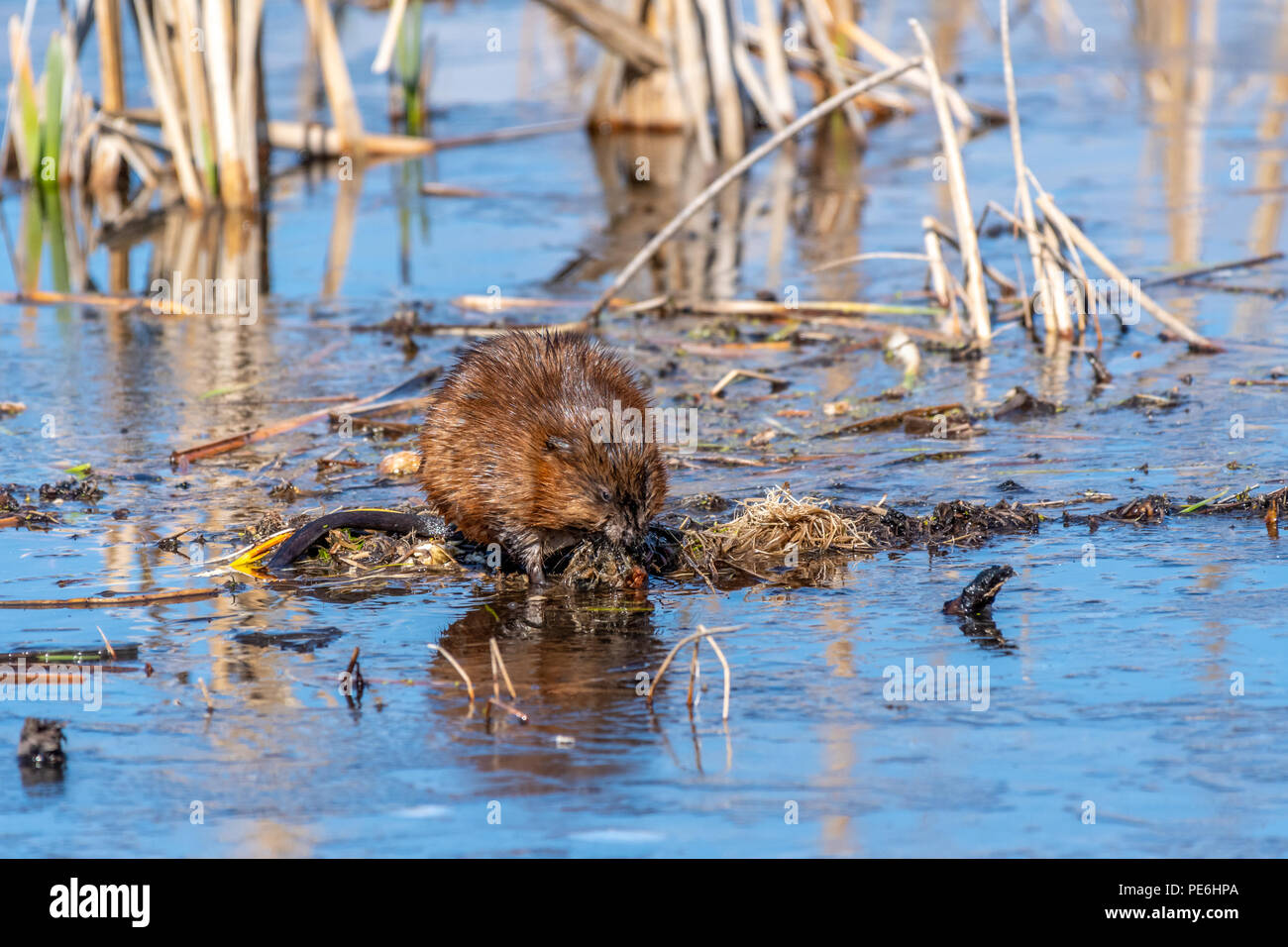 Feeding in marsh hi-res stock photography and images - Alamy