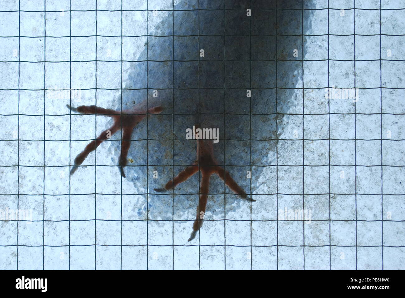 Pigeon toes hi-res stock photography and images - Alamy