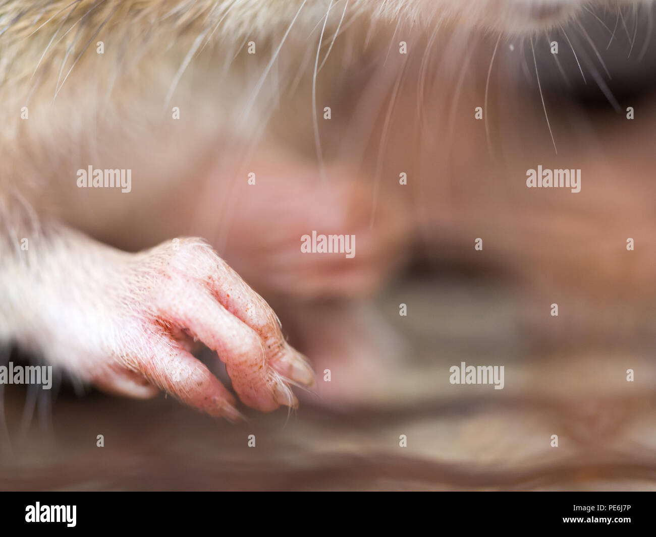 Select focus of the nail of the rat in the nick. Homes and dwellings ...