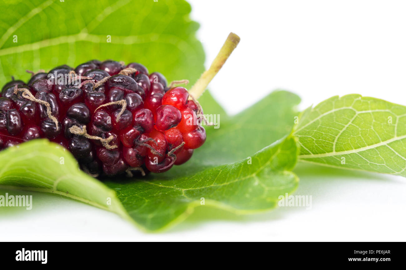 Close up of mulberry with a green leaves on the white background ...