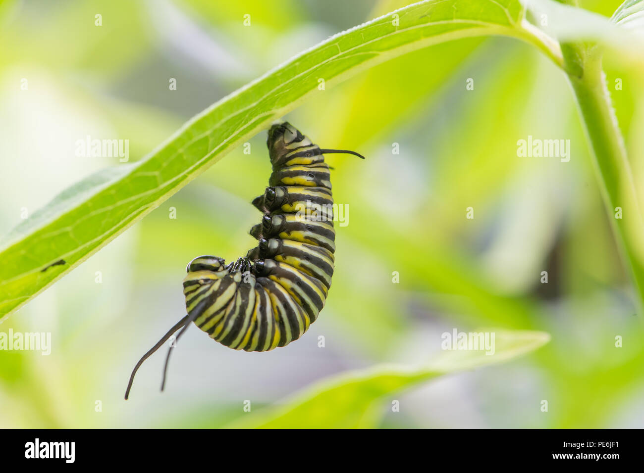 Chrysalis shape hi-res stock photography and images - Alamy