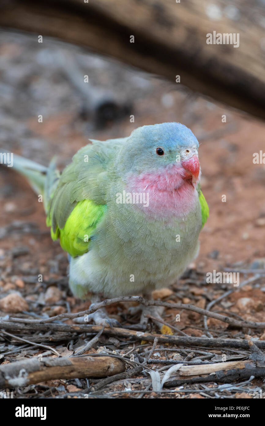 Princess parrot hi-res stock photography and images - Alamy