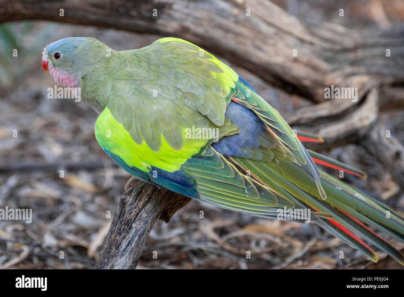 Princess parrot hi-res stock photography and images - Alamy