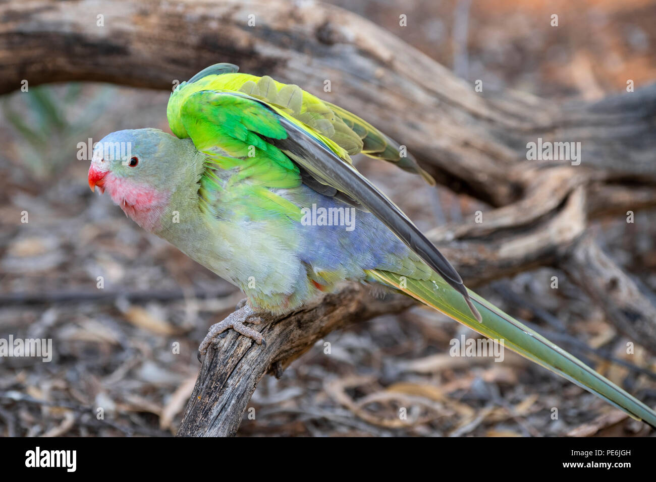 Australia, Northern Territory, Alice Springs. Princess Parrot aka Queen ...
