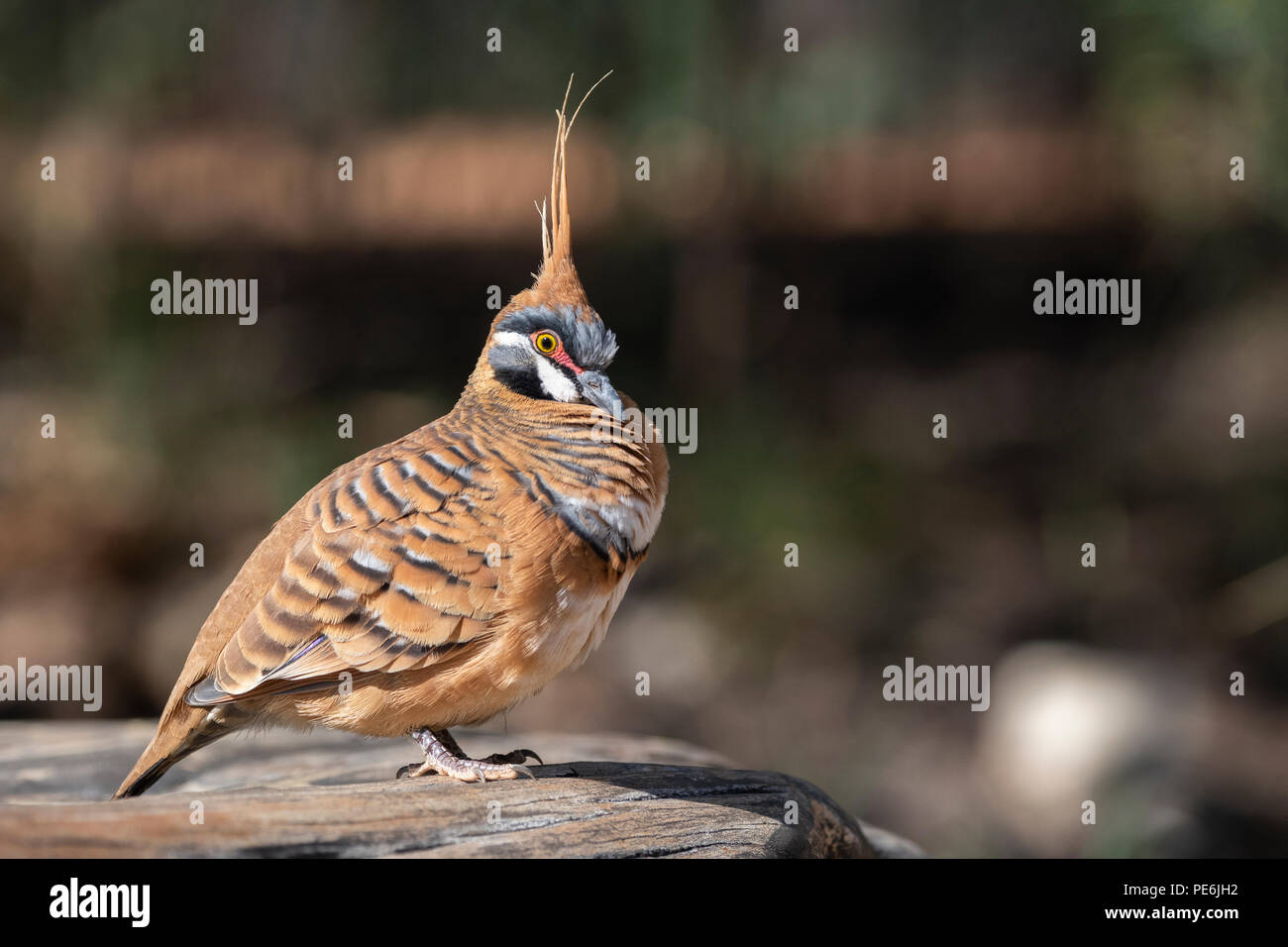 Australian native pigeon hi-res stock photography and images - Alamy