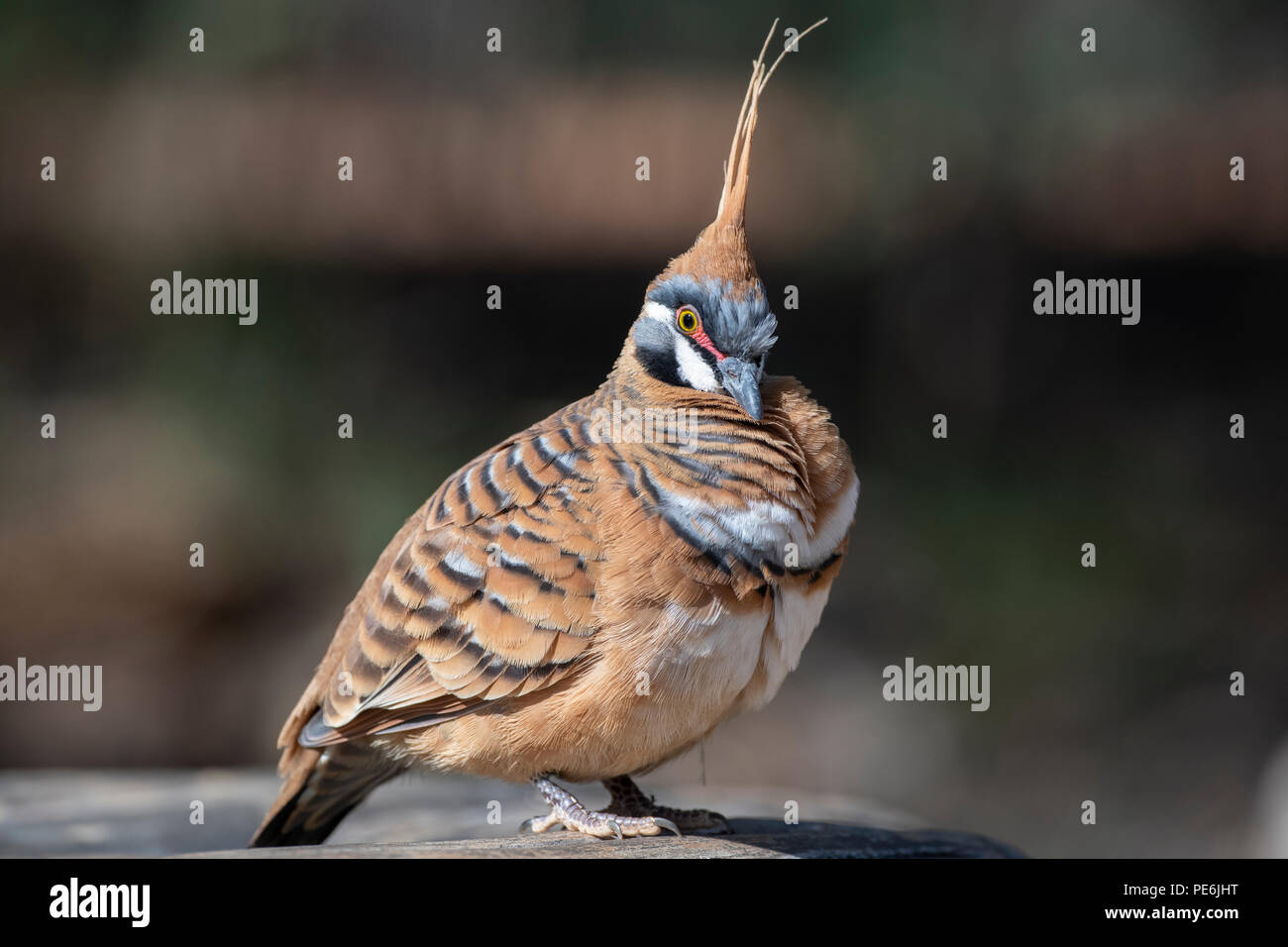Australian native pigeon hi-res stock photography and images - Alamy