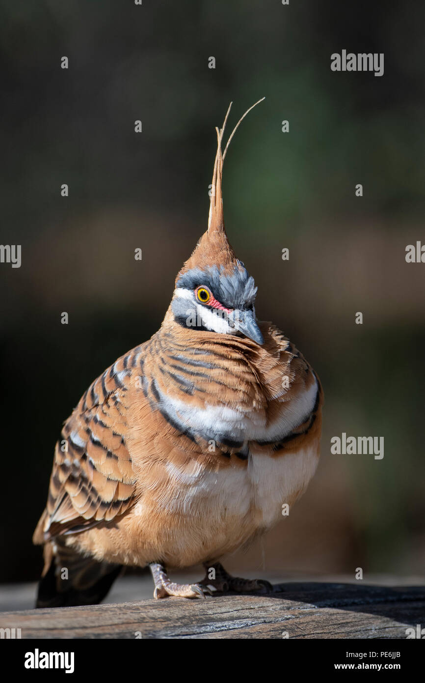 Australian native pigeon hi-res stock photography and images - Alamy