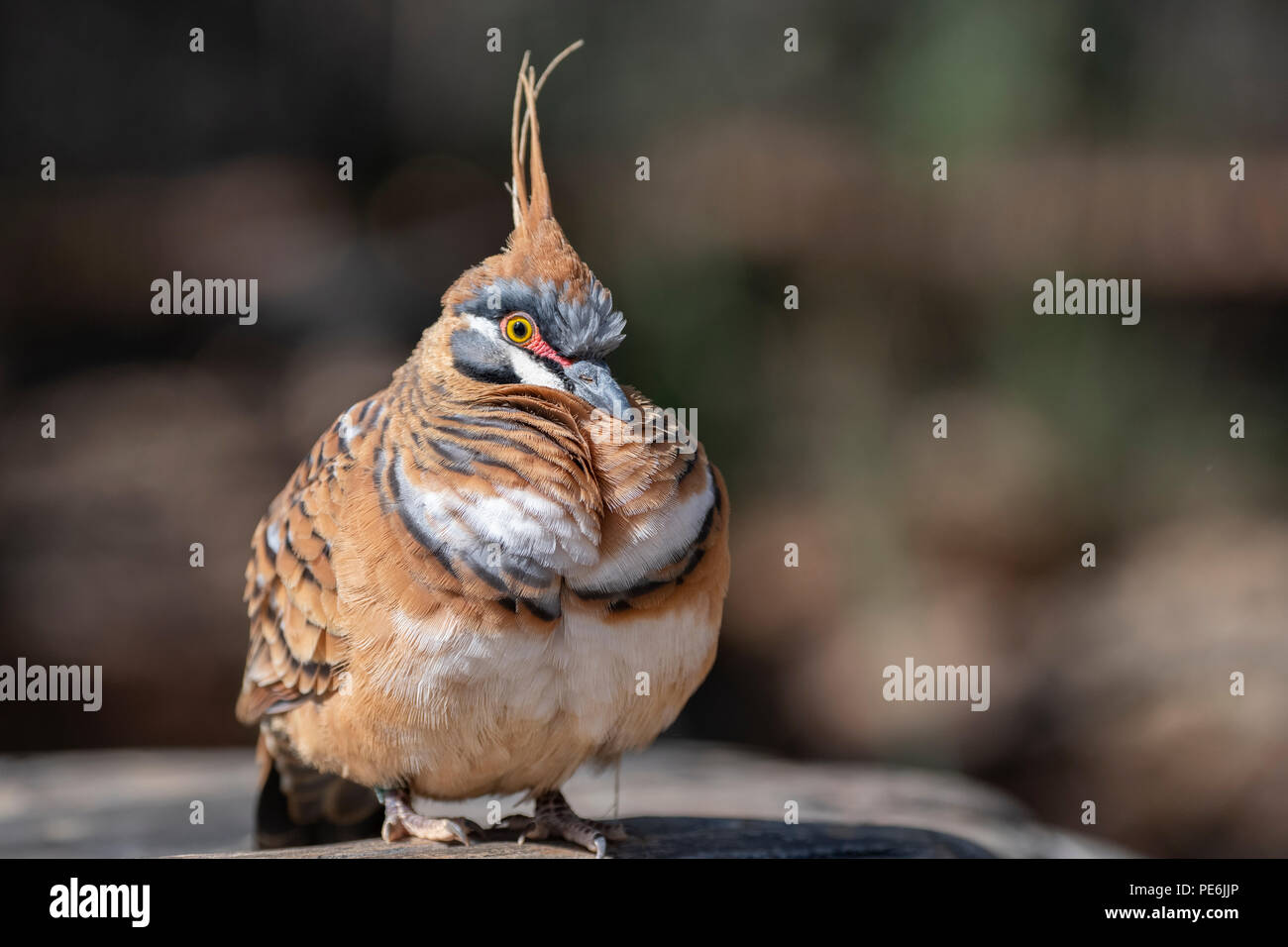 Australian native pigeon hi-res stock photography and images - Alamy